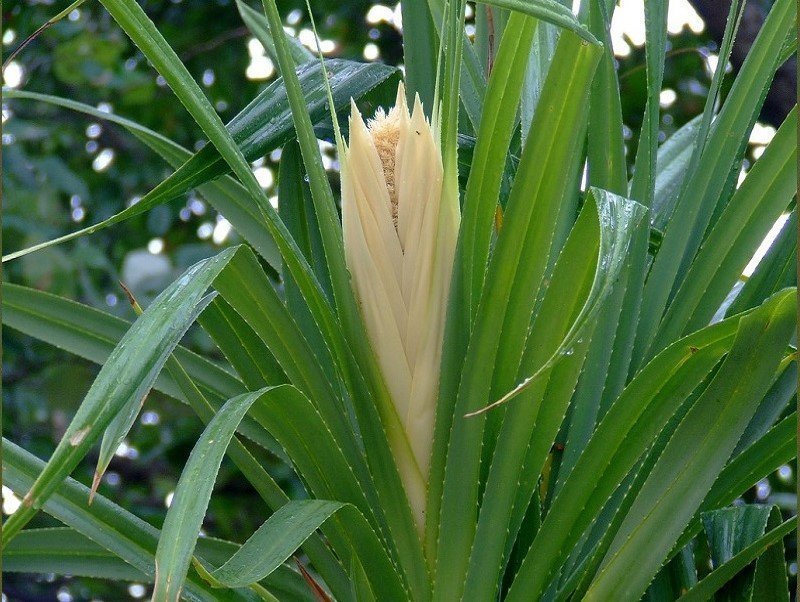 CEC - Keora Flavour - 0221 - 1-2-Taste IN